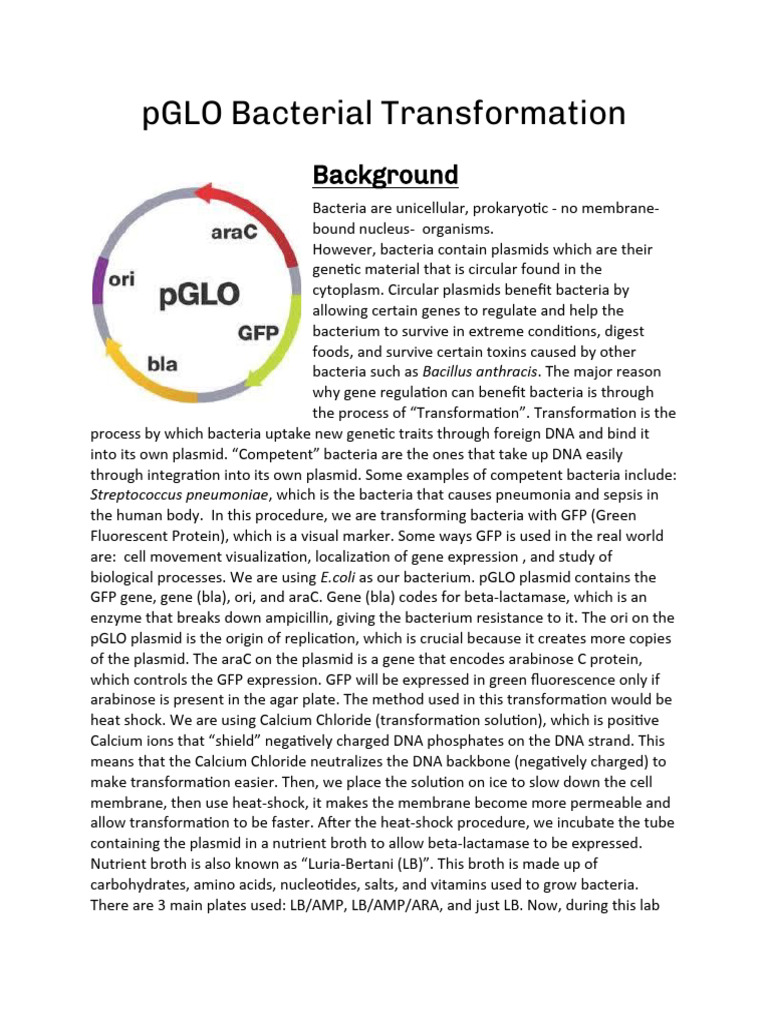 Genetics PGLO Lab Report 03.17.2025 | PDF | Bacteria | Plasmid