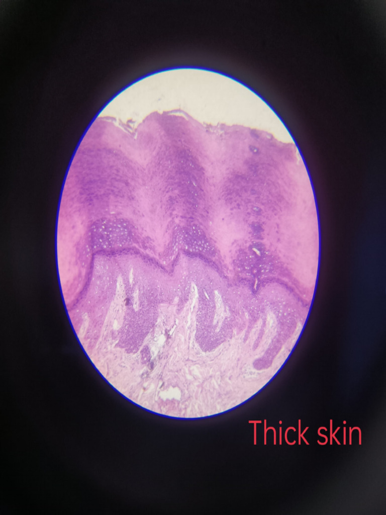 Histology Revision Slides | PDF