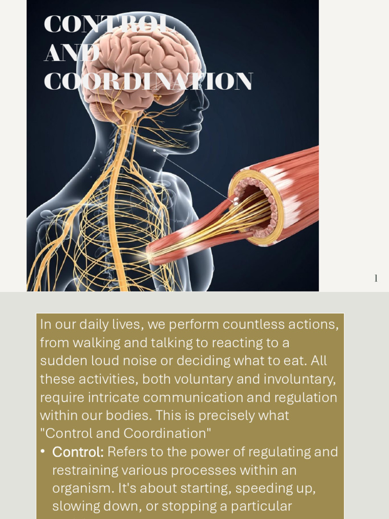 Control and Coordination Class 10 | PDF | Nervous System | Neuron