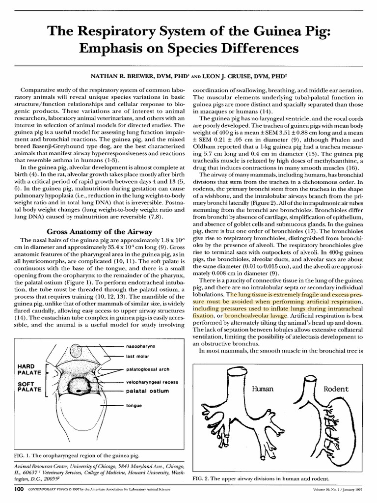 Guinea Pig Respiratory System Insights | PDF | Lung | Respiratory Tract