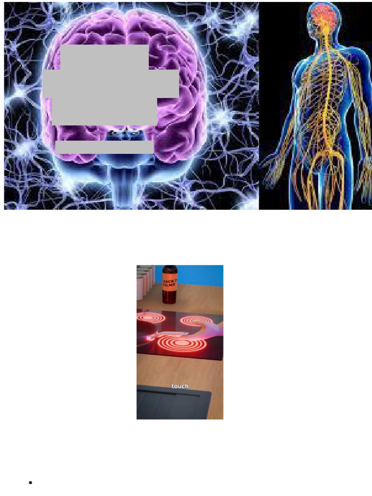 Lecture 5. Nervous System | PDF