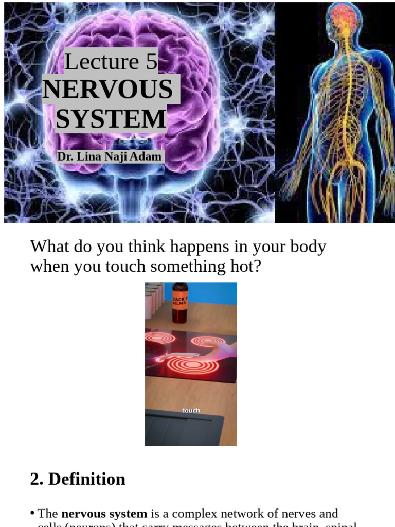 Lecture 5. Nervous System | PDF | Nervous System | Central Nervous System