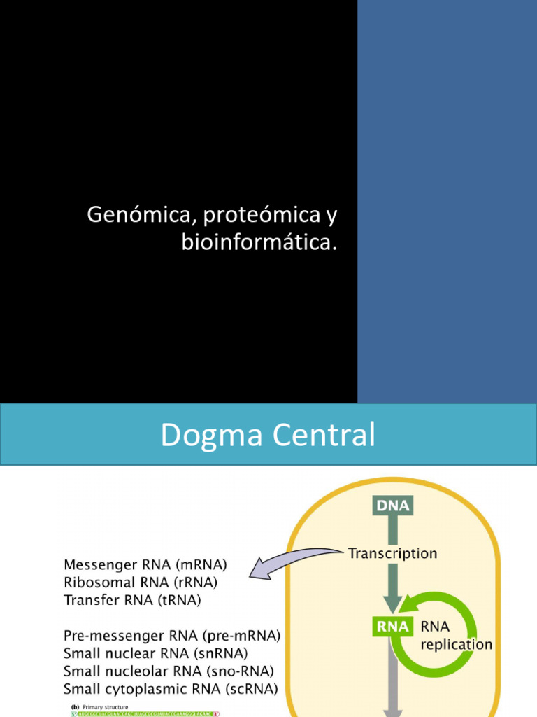 Teorico Genomica | PDF | Genoma | Proteómica