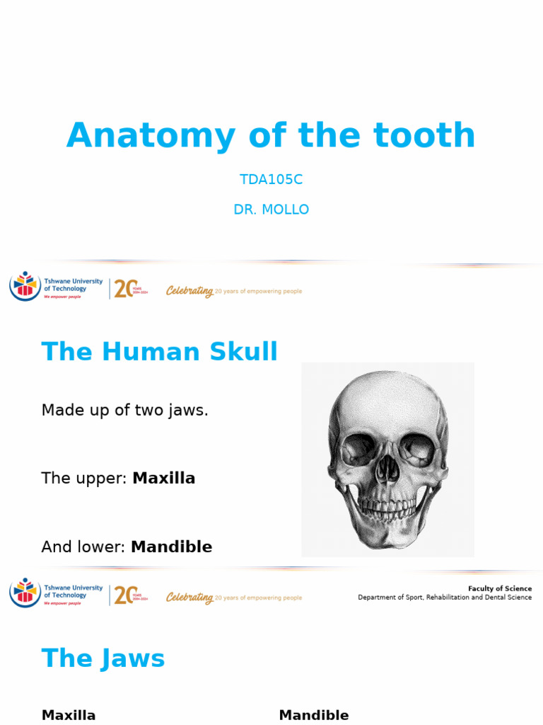 Tooth Anatomy and Structure Explained | PDF | Dental Anatomy | Tooth