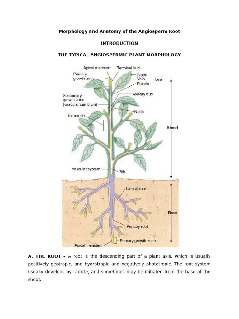 Angiosperm Root Anatomy and Functions | PDF | Fruit | Leaf