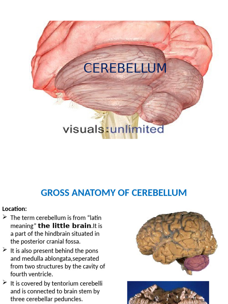 Cerebellum Anatomy and Structure Overview | PDF | Cerebellum | Brainstem