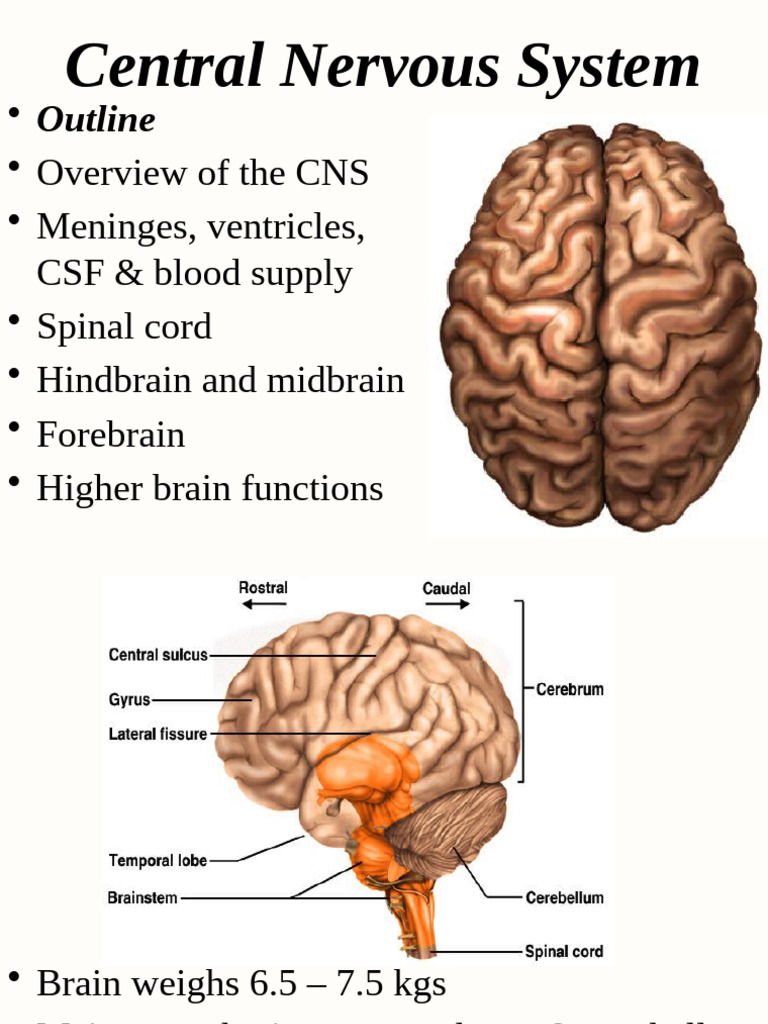Central Nervous System Overview and Anatomy | PDF | Spinal Cord ...