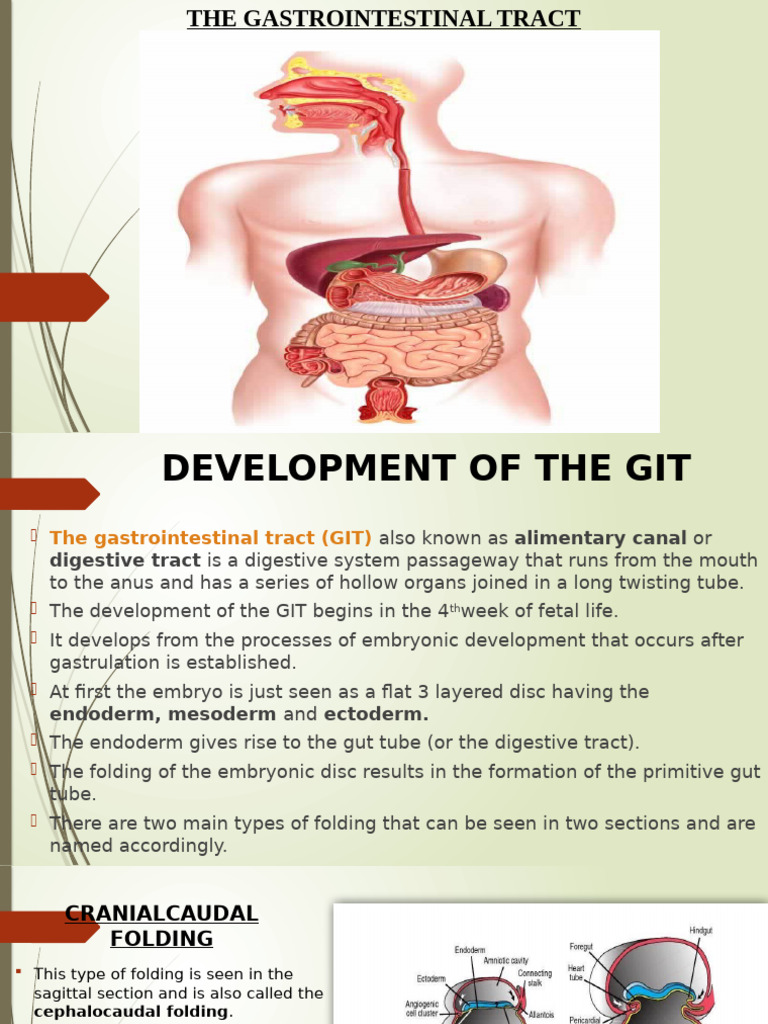 The Development & Histology of The Git | PDF | Peritoneum | Pancreas