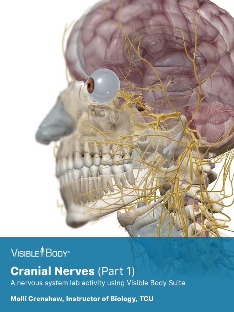 Lab Manual Cranial Nerves Atlas Part 1 | PDF | Cerebrum | Human Anatomy