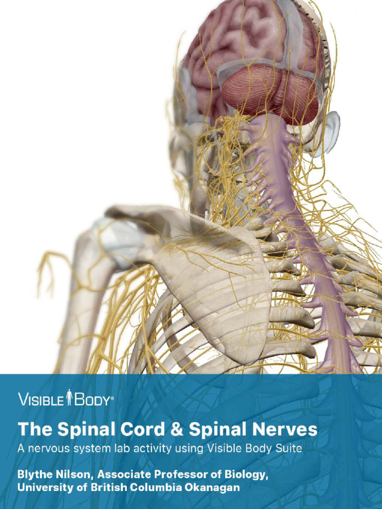 Lab Manual Spinal Cord and Spinal Nerves Atlas Answer | PDF | Vertebral ...