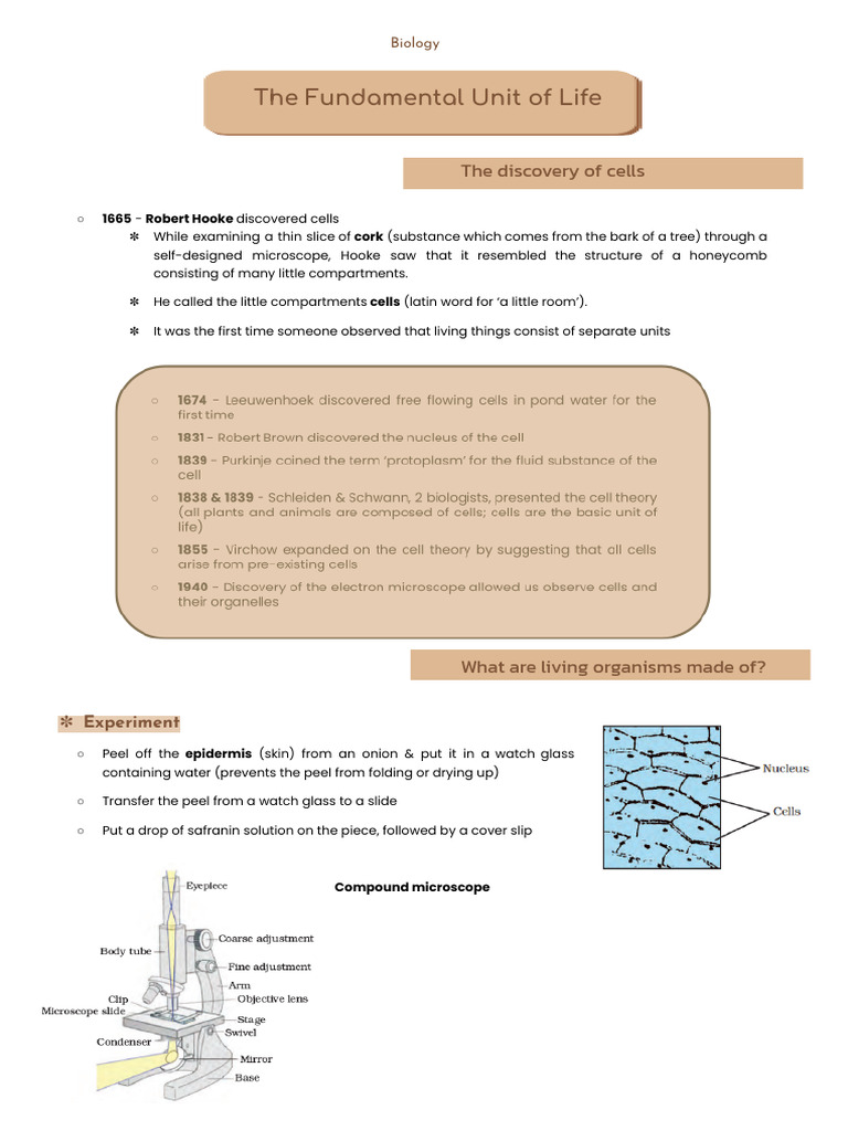 RER vs SER: Key Differences Explained | PDF | Endoplasmic Reticulum ...