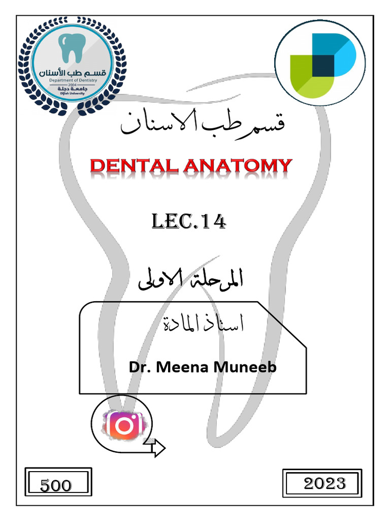 14-Dental Anatomy Lect 14 | PDF | Dental Anatomy | Dentistry