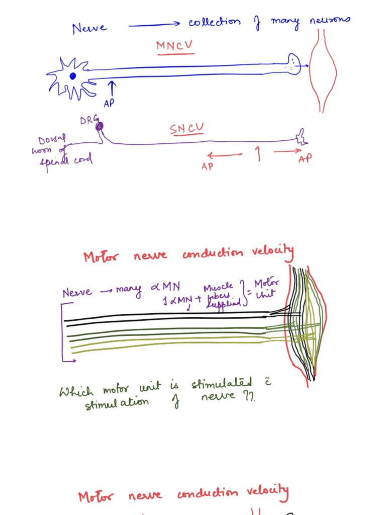 Nerve Conduction Velocity - Notes | PDF