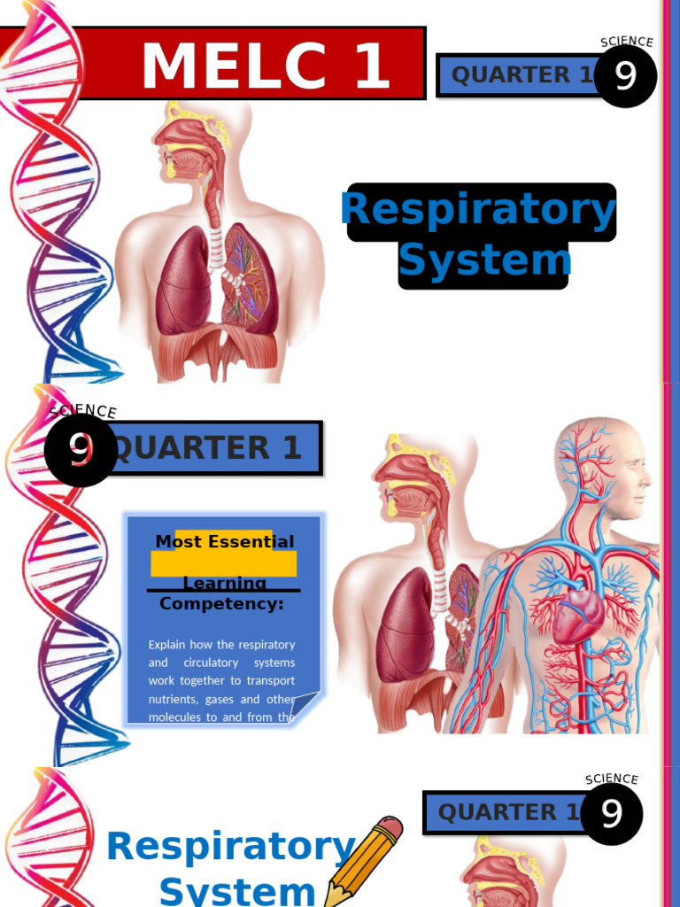 1 Respiratory System | PDF | Respiratory Tract | Respiratory System
