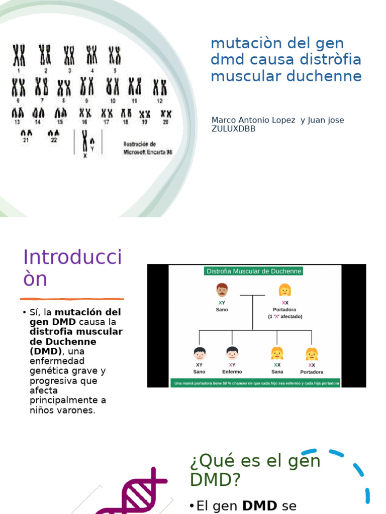 Mutacion Del Gen DMD Causa Distrofia Muscular Duchenne | PDF ...