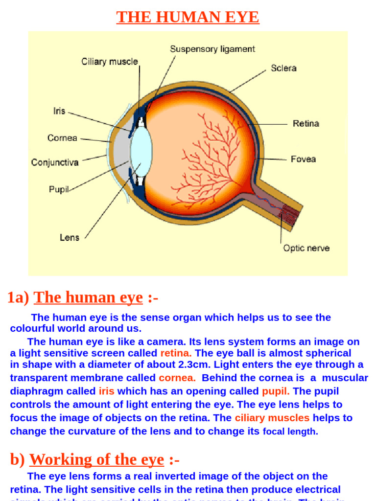 Light-Human Eye and The Colourful World | PDF | Eye | Sunset