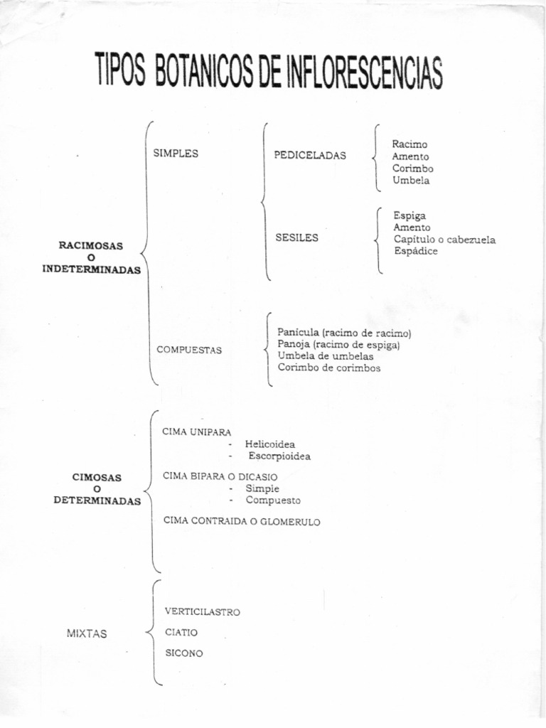 Inflorescencia, Fruto y Semilla | PDF