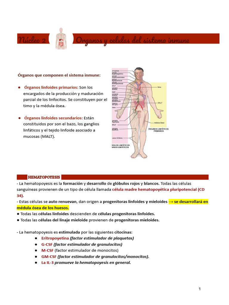 Nucleo 2 - Organos Del Sistema Inmune. ADN | PDF | Linfocitos | Ganglio linfático