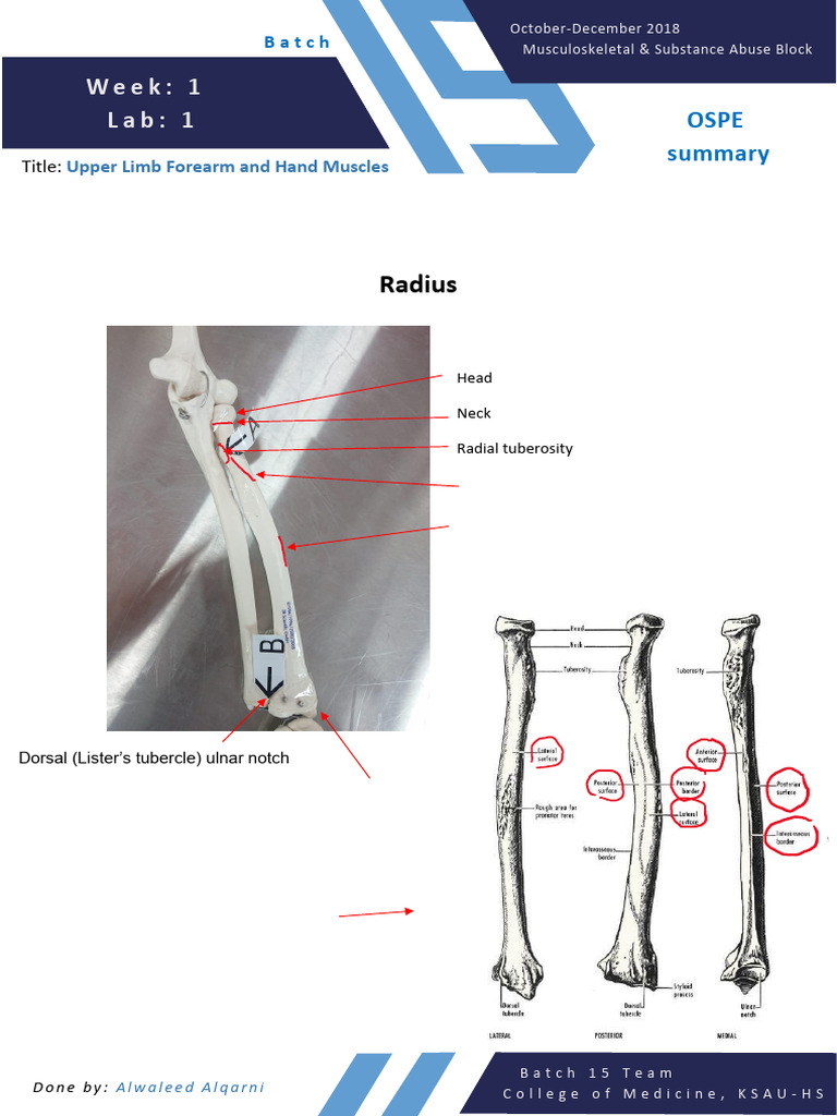 BCS 6.01: Anatomy of The Forearm and Hand | PDF | Thumb | Hand
