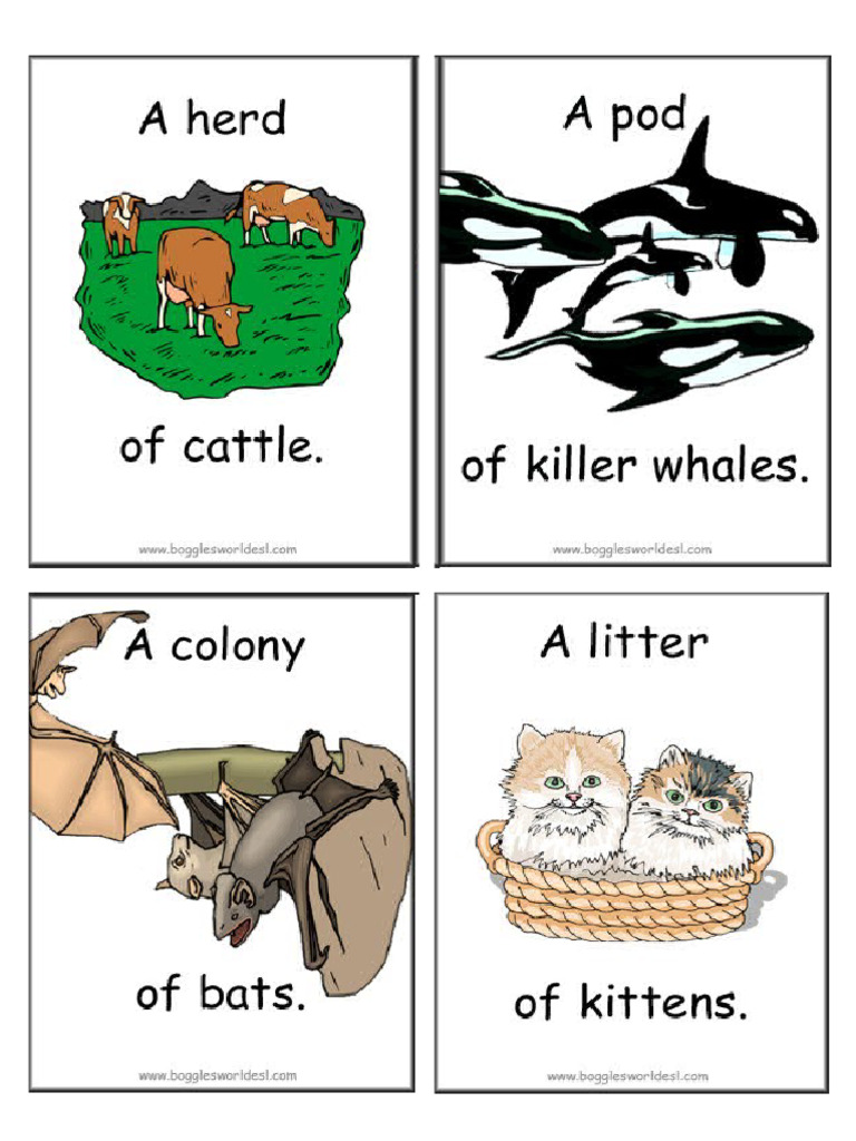 Collective Nouns Animalsflashcards | PDF