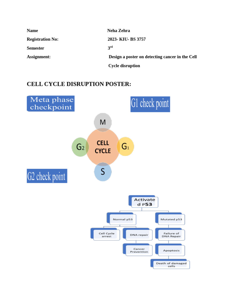 Cell Cycle Disruption Poster | PDF