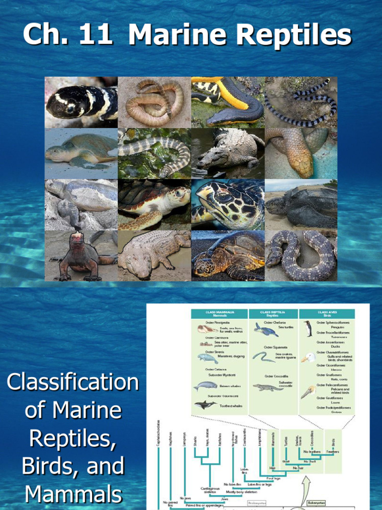 CH 11 Marine Reptiles Student | PDF | Turtle | Sea Turtle