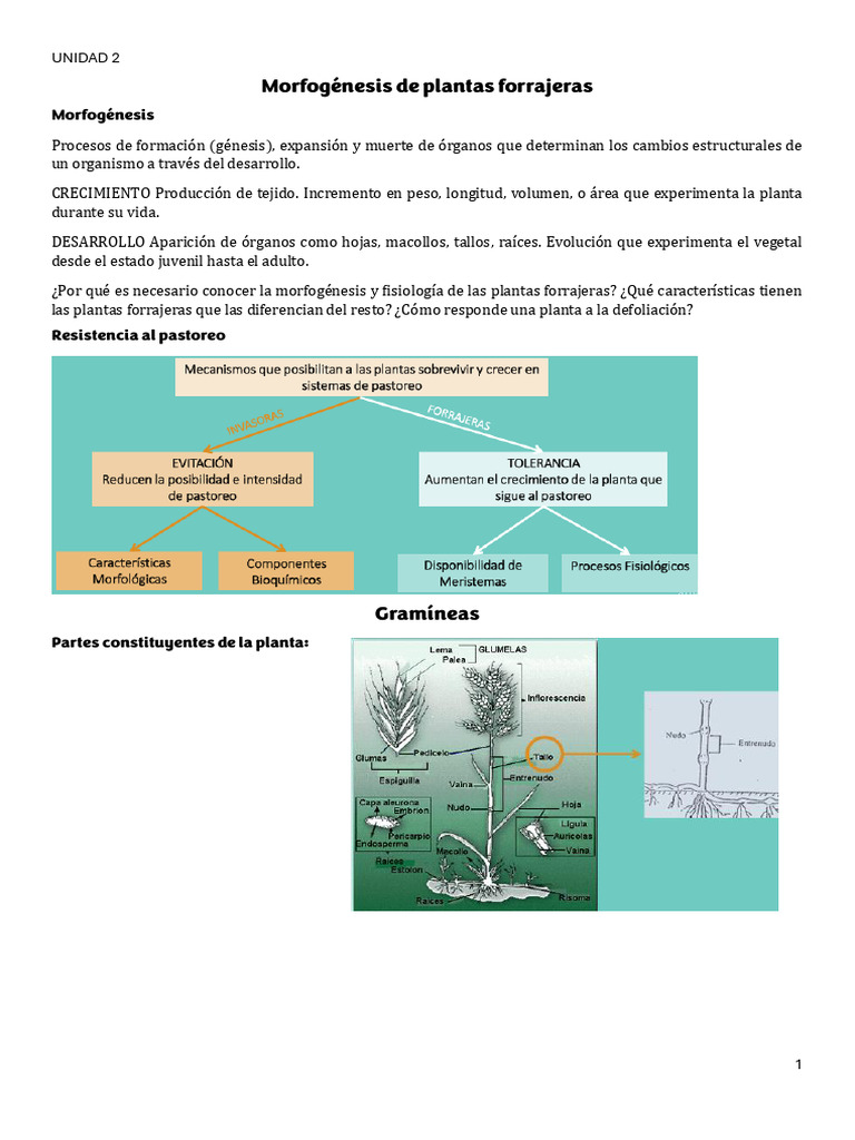Morfogénesis y crecimiento de forrajeras | PDF | Pasto | Tallo de la planta