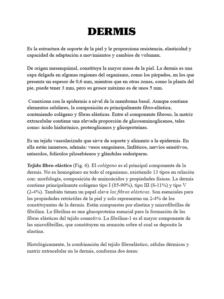 Dermis e Hipodermis | PDF | Piel | Tejido conectivo