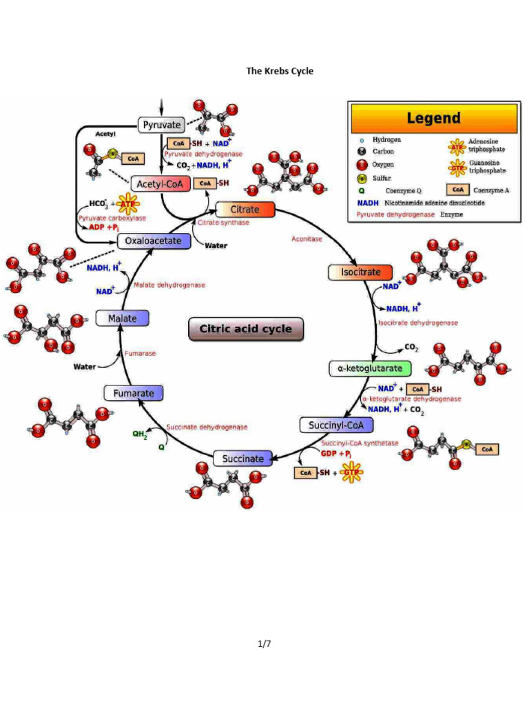 Krebs Cycle | PDF