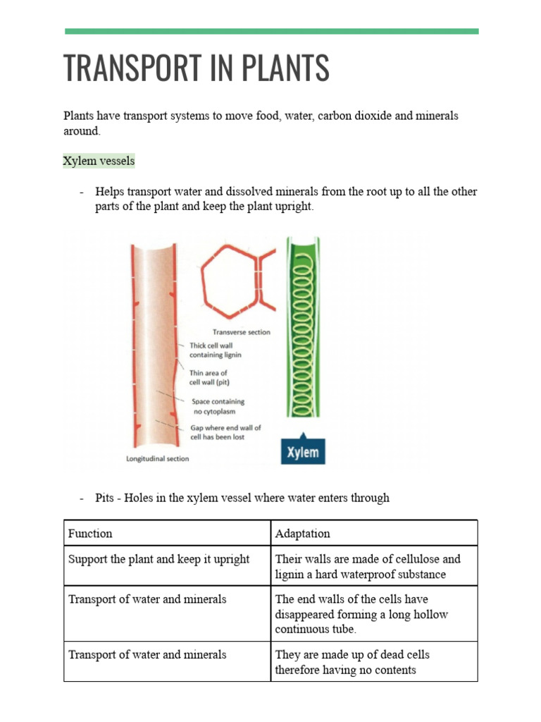 0610 Cie Igcse Biology Tranport in Plants Detailed Notes | PDF | Leaf ...