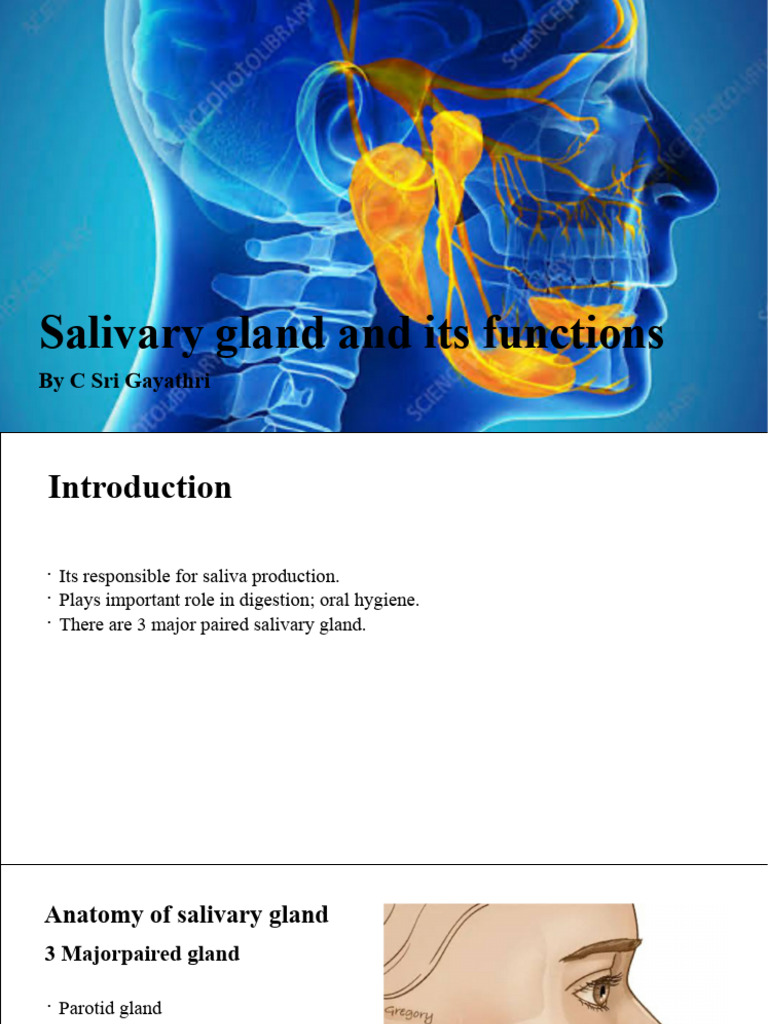 Salivary Glands: Functions & Anatomy | PDF