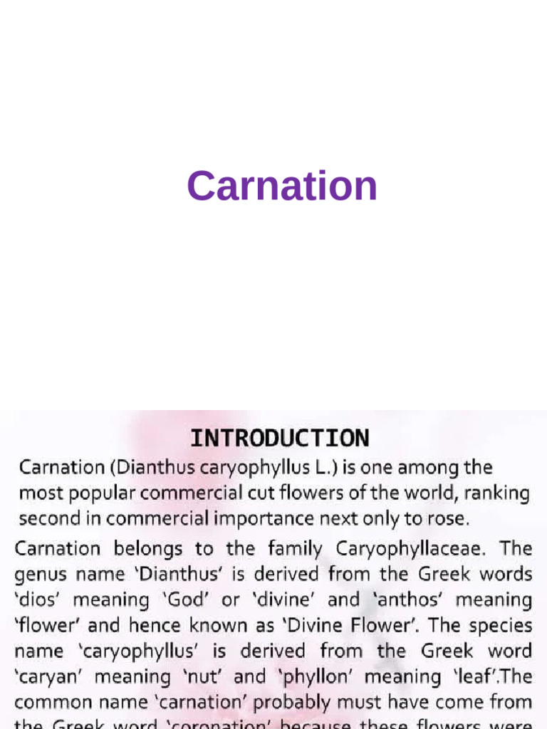 Carnation | PDF