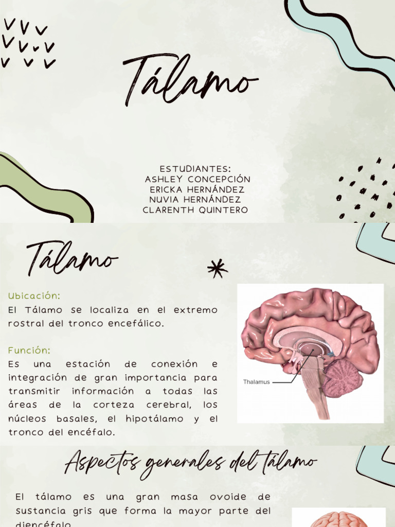Talamo y Sus Conecciones | PDF | Tálamo | Cerebro