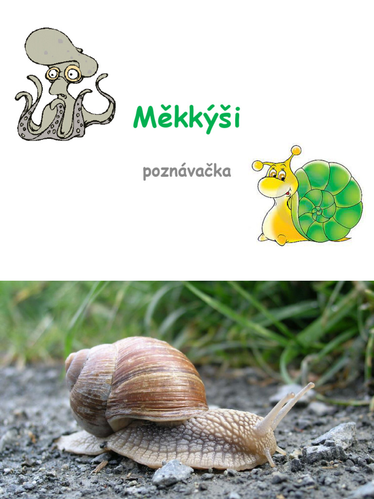 Poznavacka Mekkysi1 | PDF