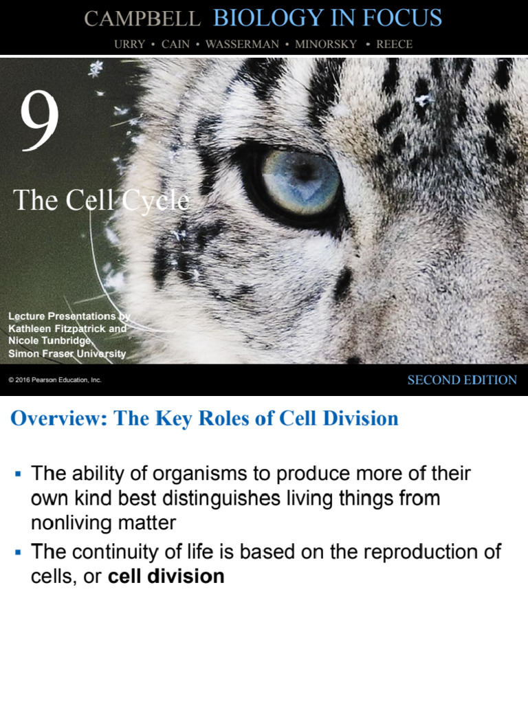 09 Cell Cycle Notes _ AP Biology _ Knowt | PDF