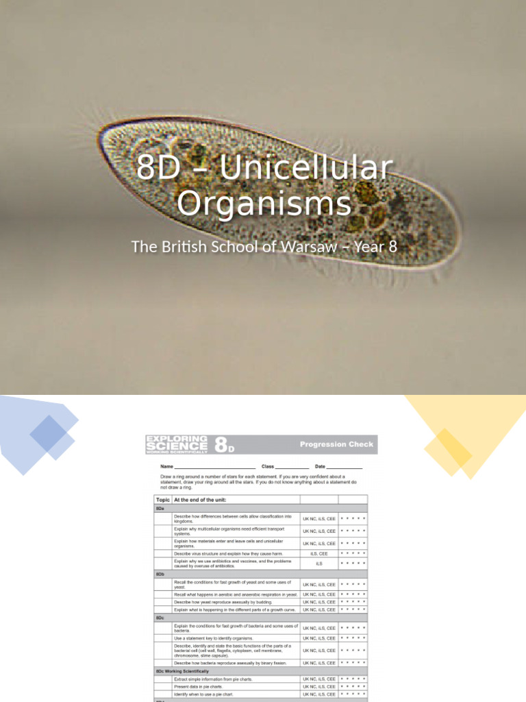 Unicellular Organisms in KS3 Science | PDF | Bacteria | Cellular ...