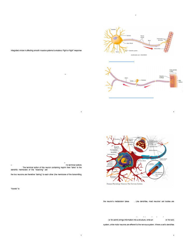 Life Sciences Cheat Sheet | PDF | Nervous System | Neuron