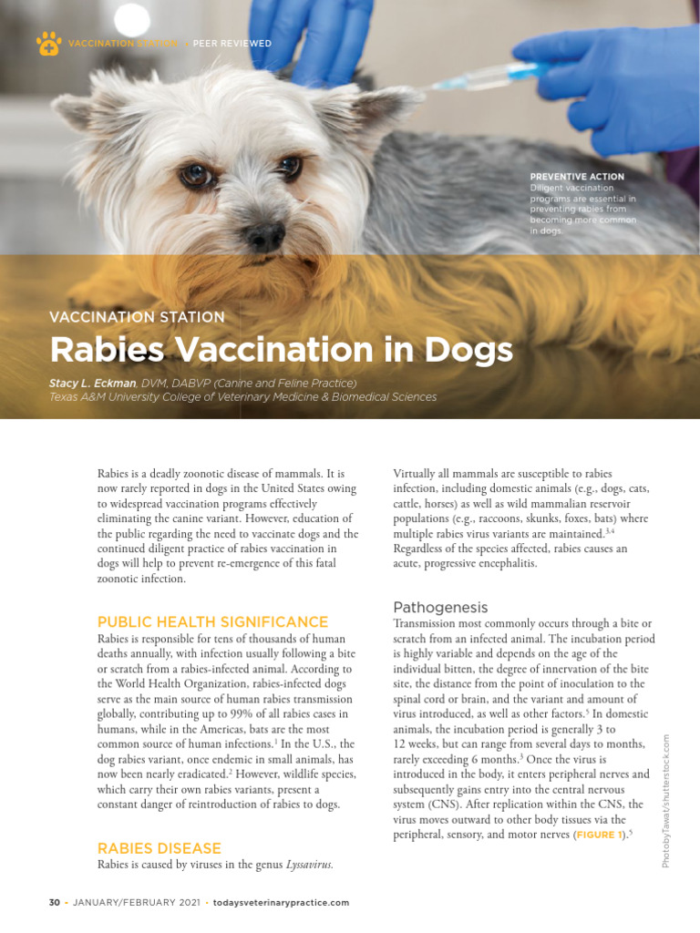 Rabies Vaccination Guidelines for Dogs | PDF | Rabies | Vaccines