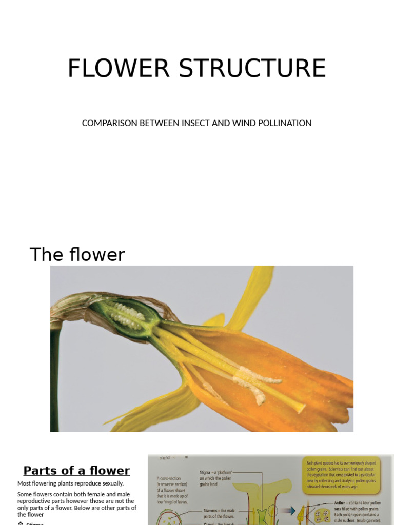 Flower Structure | PDF | Flowers | Pollination