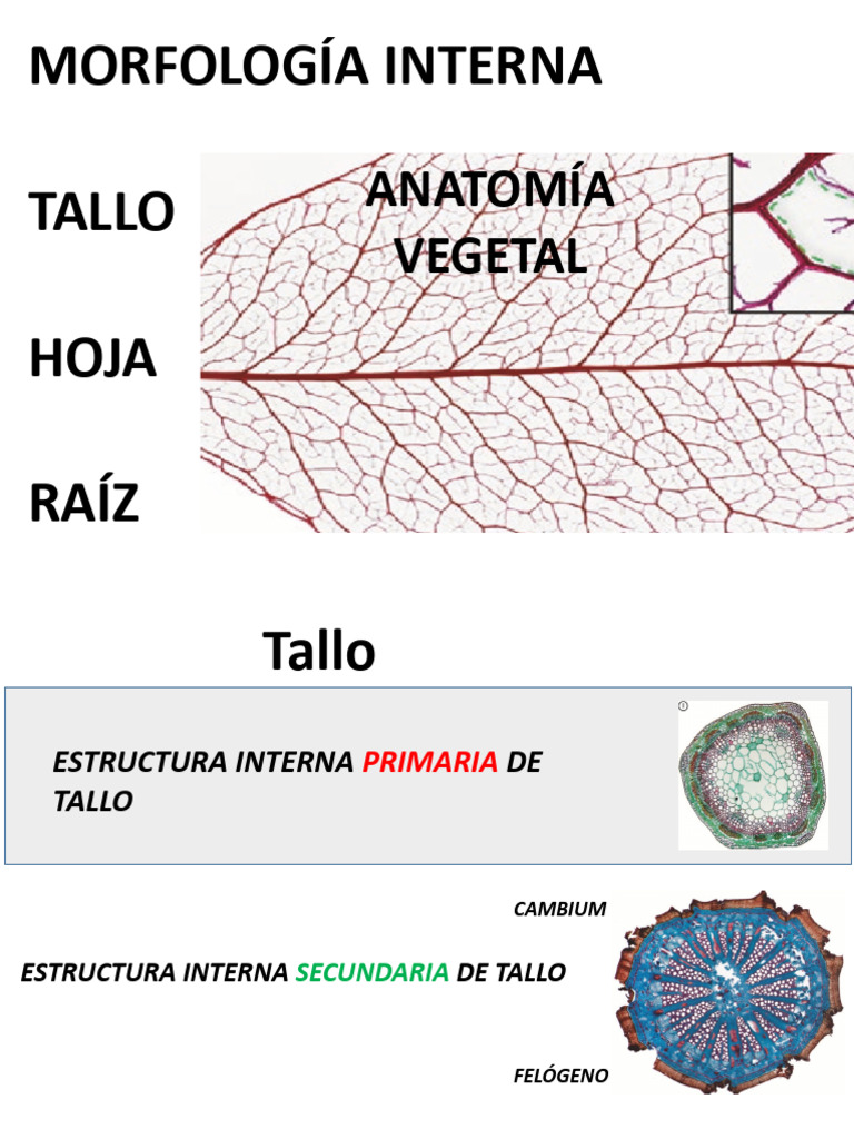 Estructura Interna del Tallo Vegetal | PDF | Tallo de la planta | Anatomía