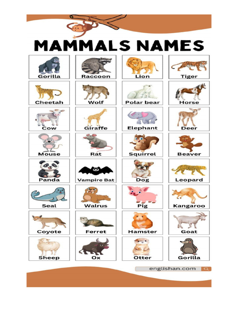 Mammals Names | PDF