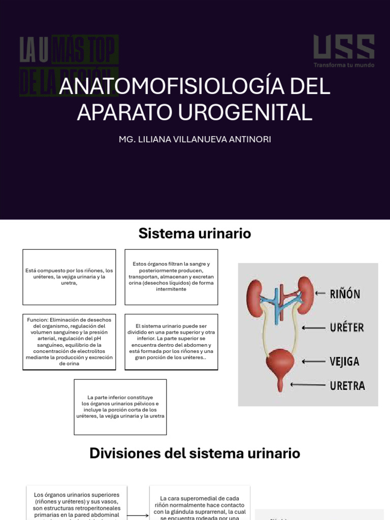 Anatomofisiología Del Aparato Urogenital | PDF | Pelvis | Riñón