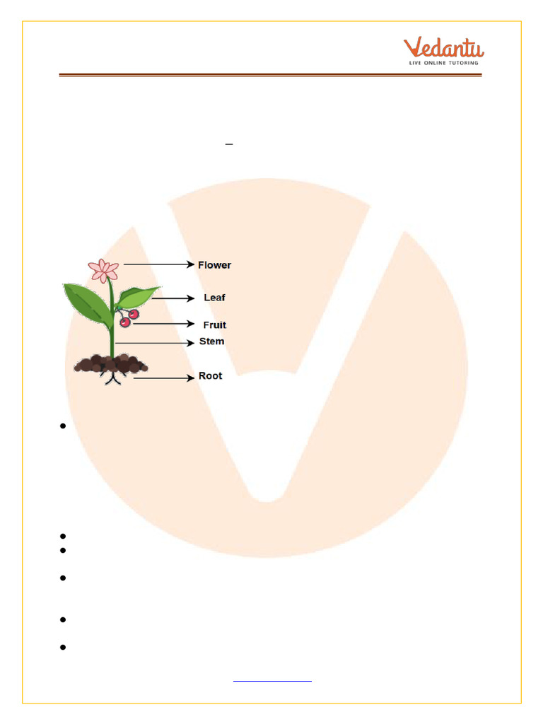 Classification of Plants in Class 6 | PDF | Leaf | Flowers