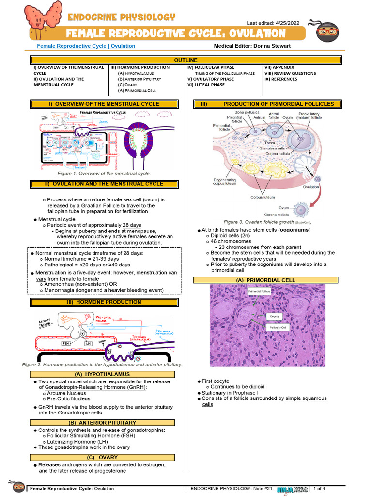 Female Ovulation Cycle Overview | PDF | Menstrual Cycle | Ovary