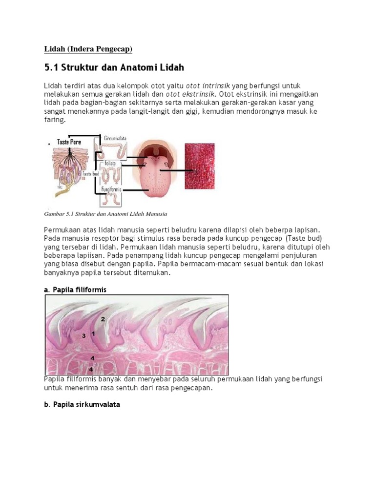 Lidah | PDF