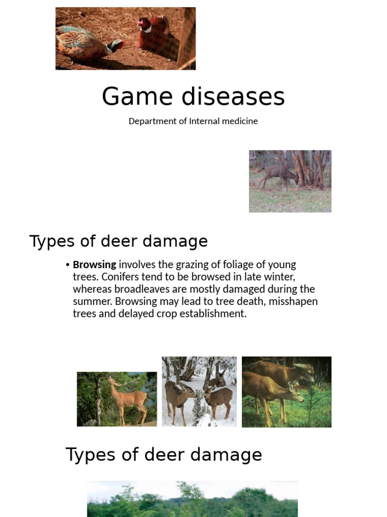 Deer Damage Prevention and Control Guide | PDF | Trees | Deer