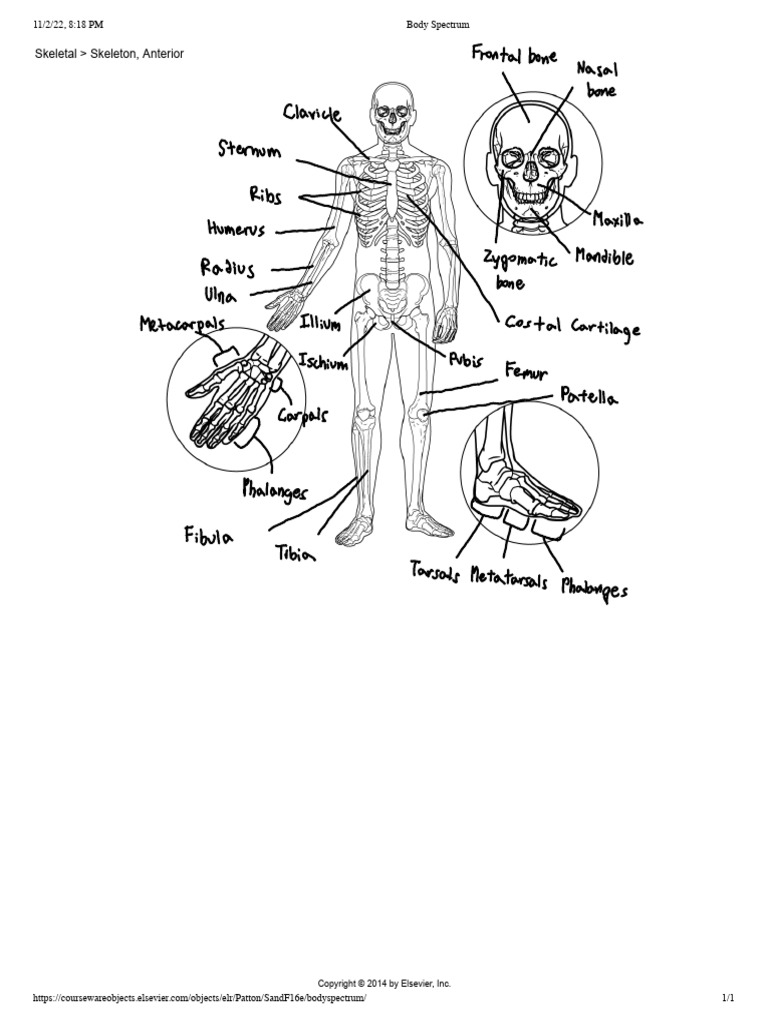 Skeletal System | PDF