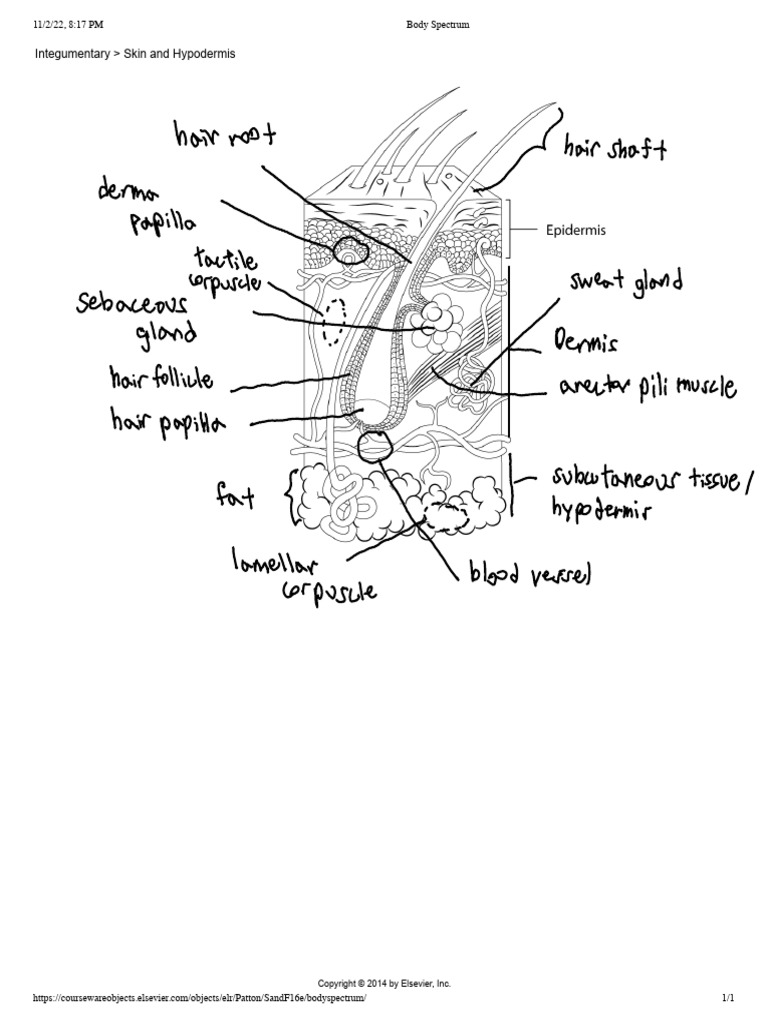 Skin | PDF