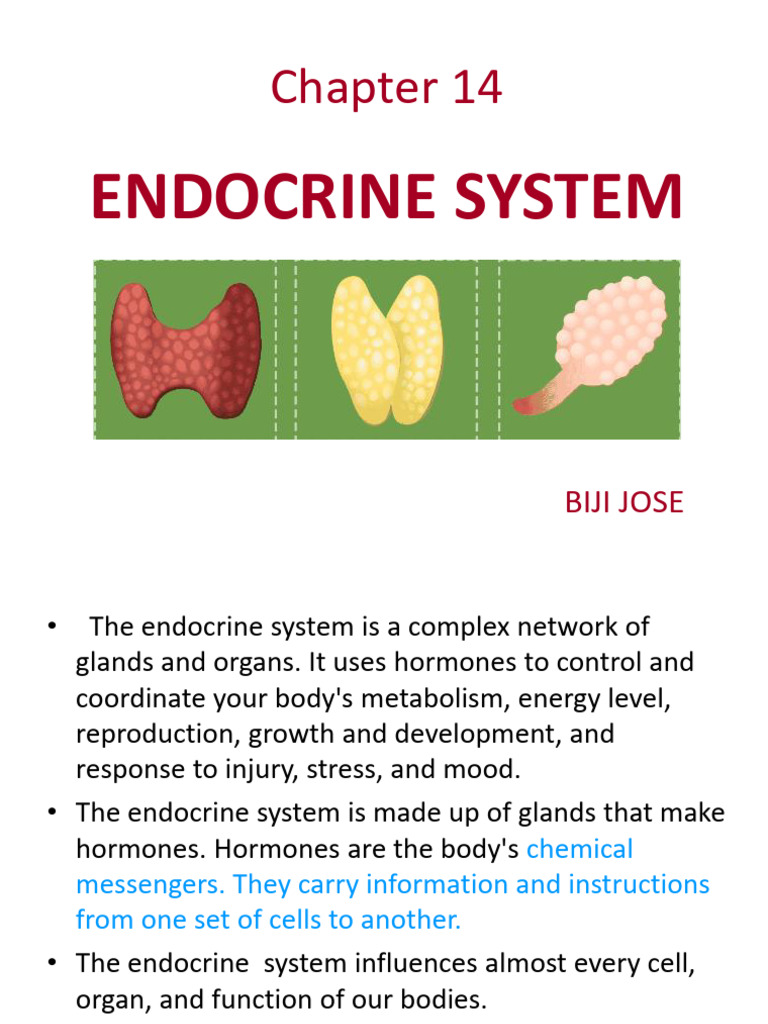 Chapter 12 - Endocrine System | PDF | Adrenal Gland | Endocrine System