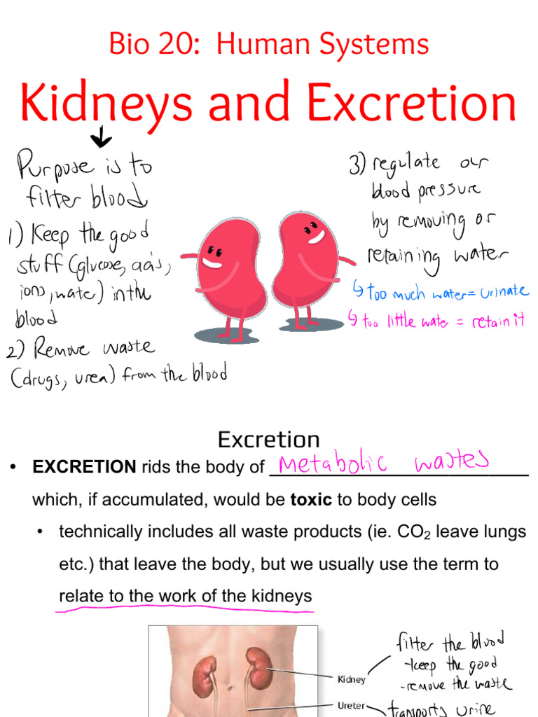 Excretion and Kidney Block 2 | PDF | Kidney | Urinary System